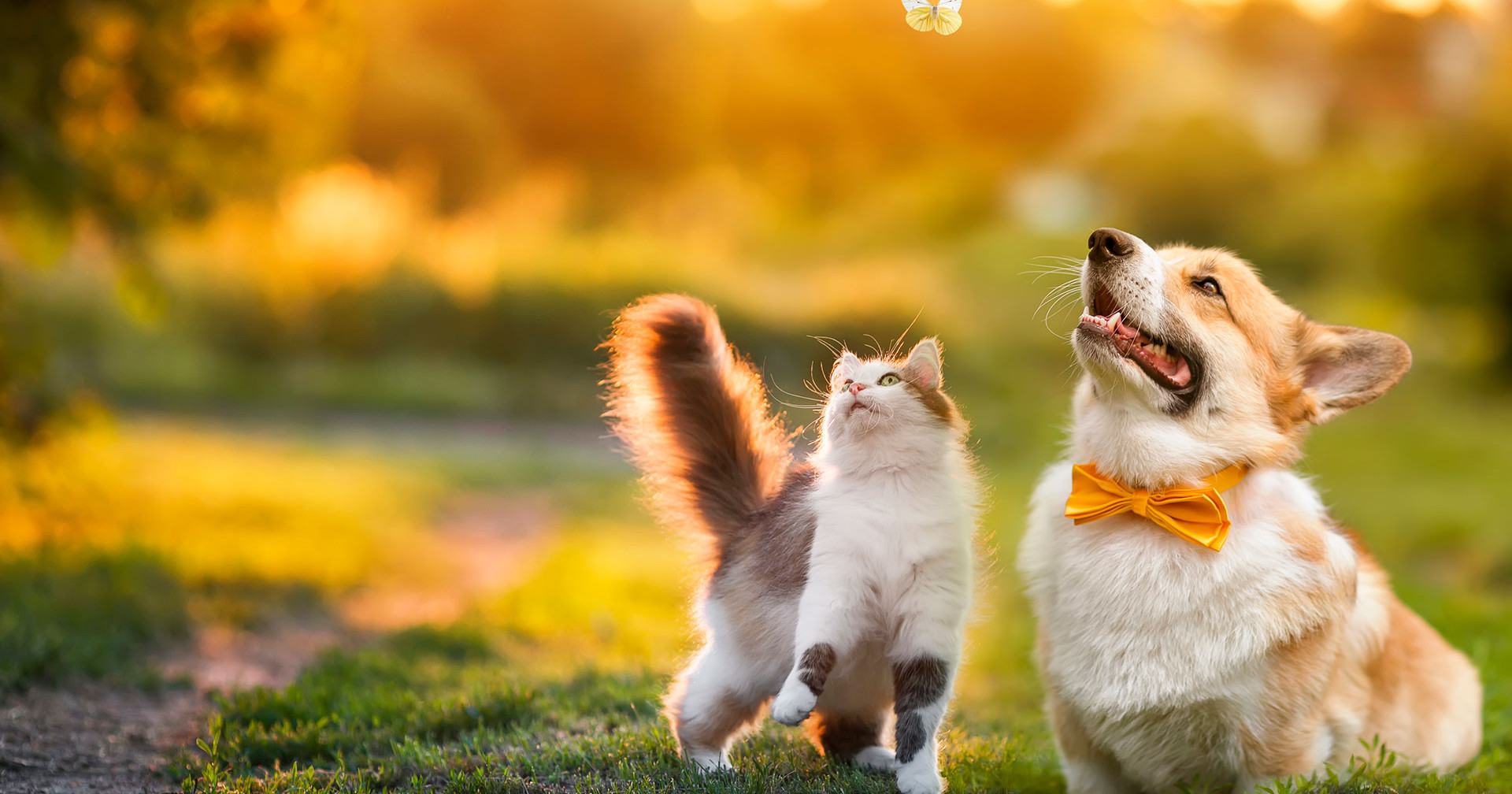 Animals & Pets - Well Shine Bio