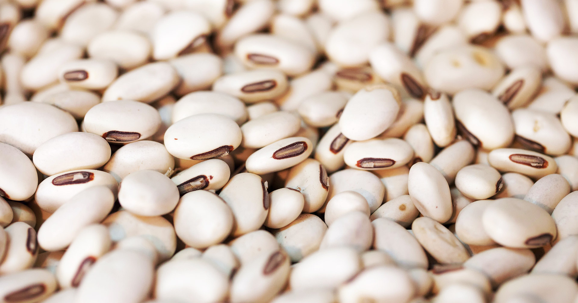 Jack Bean - Well Shine Bio